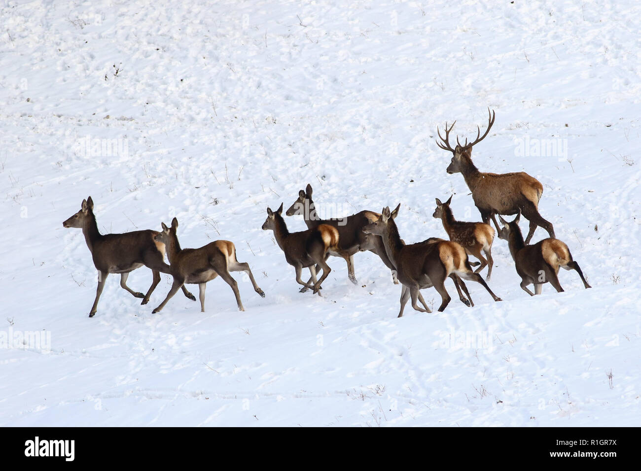 Runing hi-res stock photography and images - Alamy