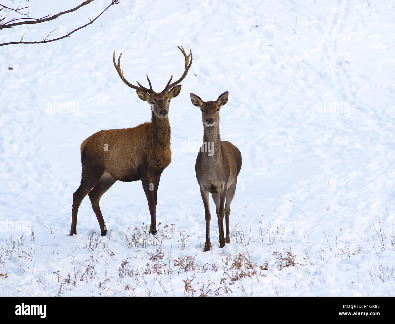 Red deer with fawn hi-res stock photography and images - Alamy