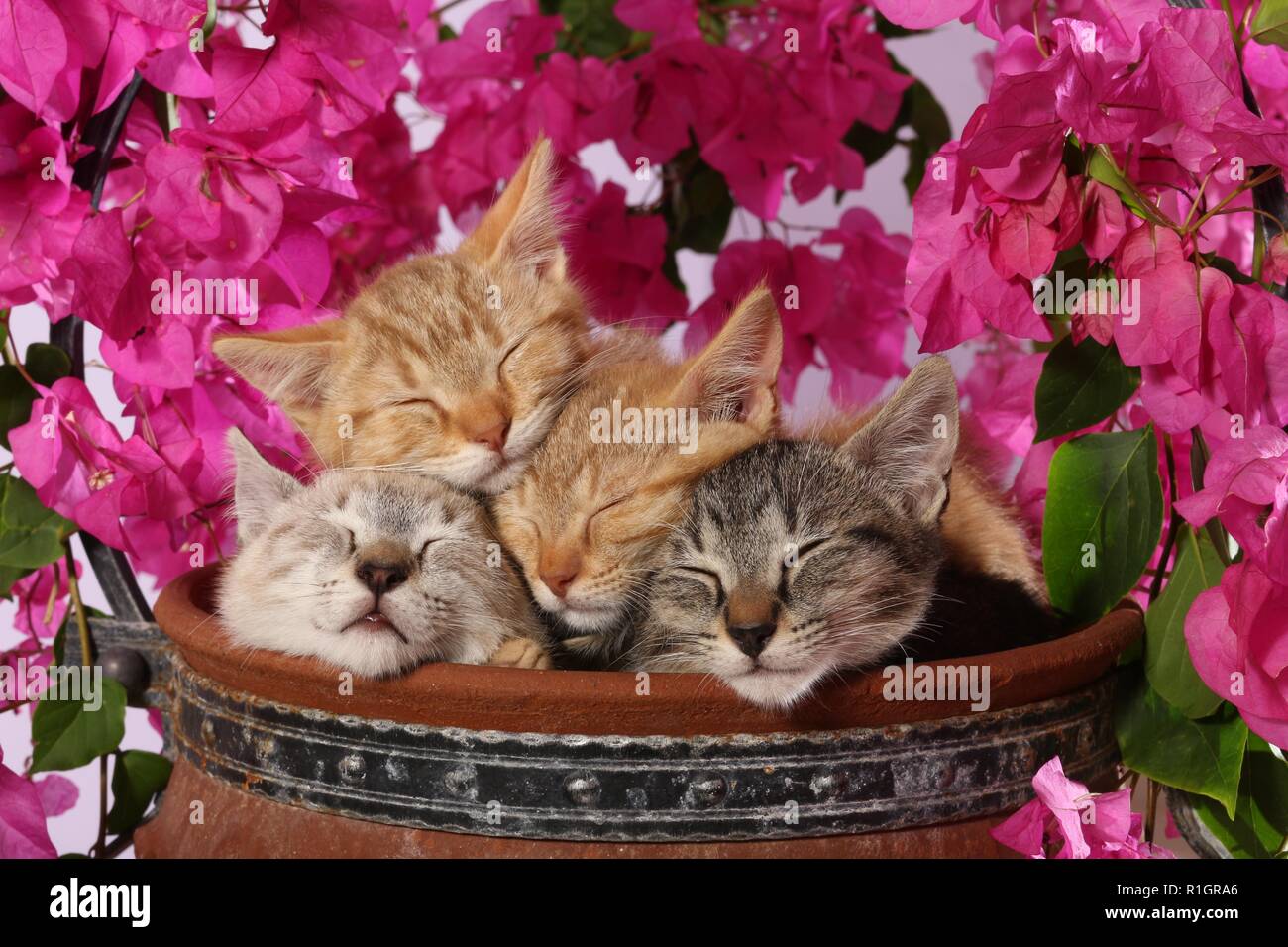 four kittens, 9 weeks old, seal tabby point, red tabby and black tabby ...
