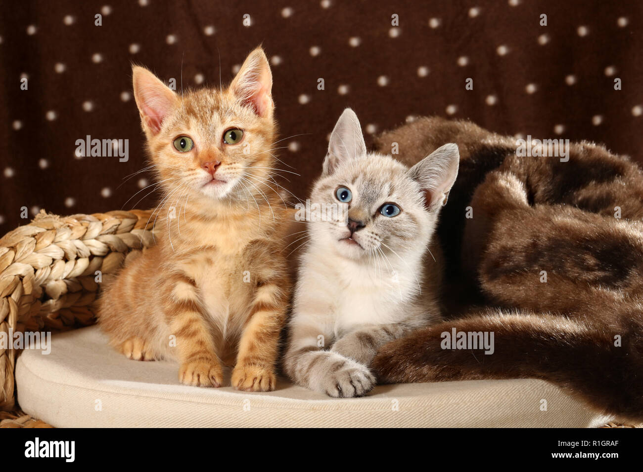 two kittens, 10 weeks old, seal tabby point and red tabby ,sitting on a ...