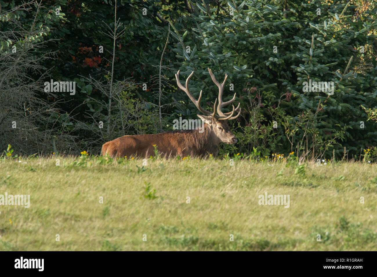 Rut season hi-res stock photography and images - Alamy