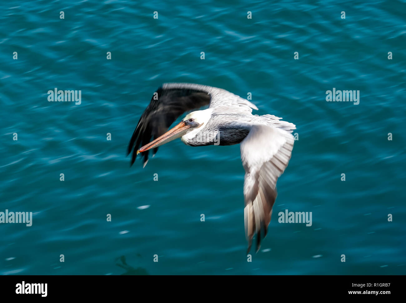 Motion speed wildlife hi-res stock photography and images - Alamy