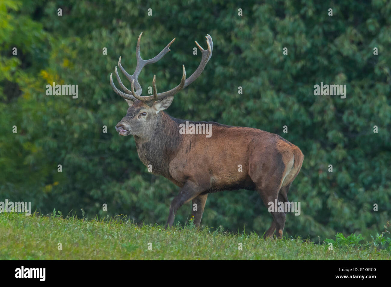 Red deer stag ( Cervus elaphus) in rut season Stock Photo - Alamy