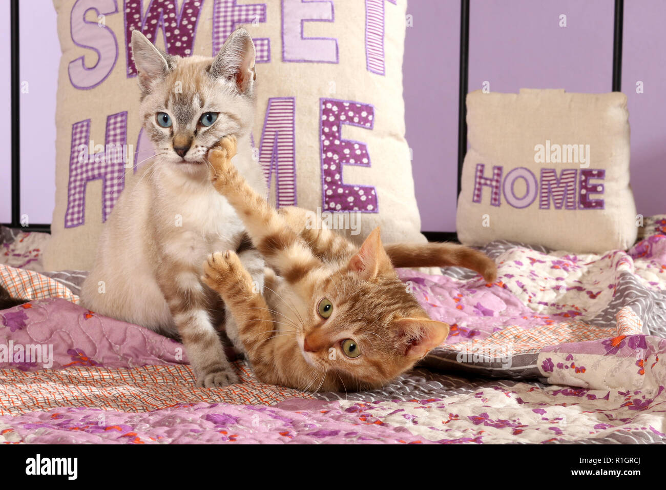 two kittens, 3 month old, seal tabby point and red tabby, fighting with ...