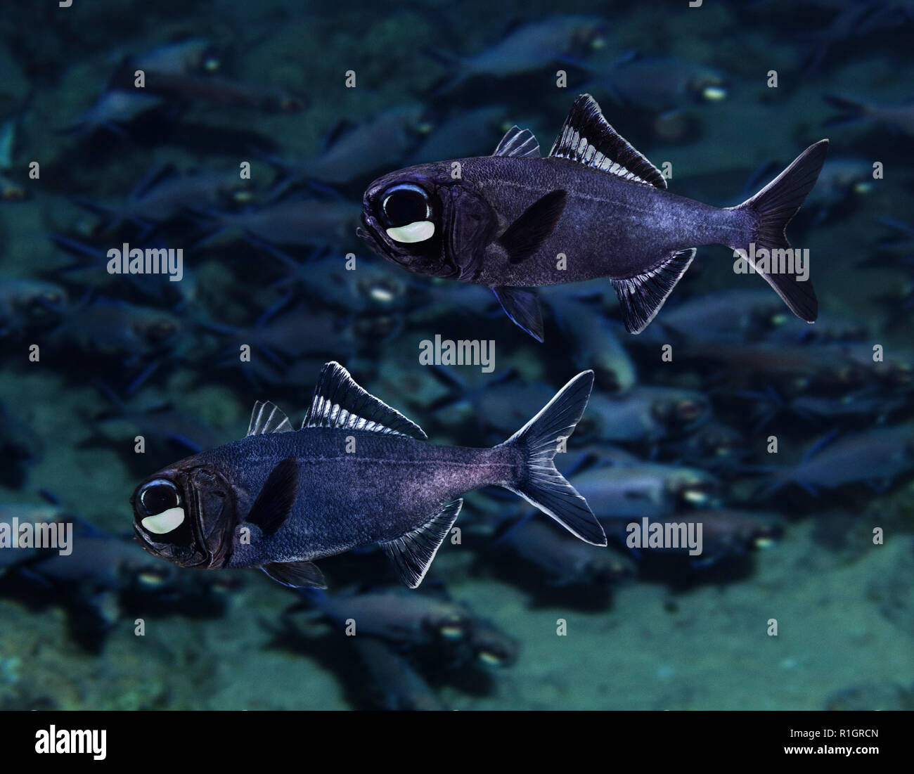 Bioluminescent High Resolution Stock Photography and Images - Alamy