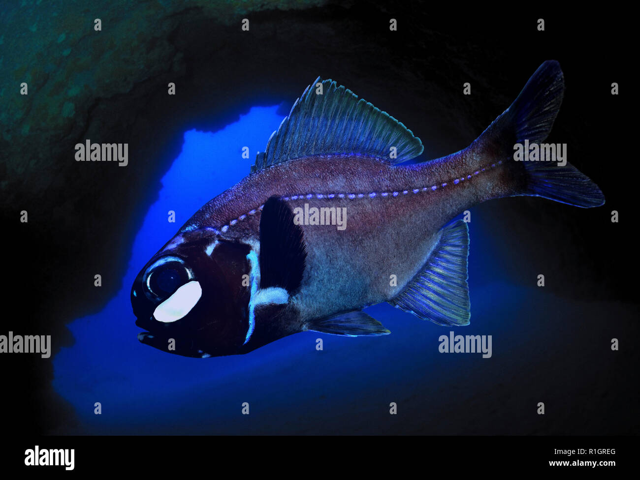 Luminous Fish High Resolution Stock Photography and Images - Alamy