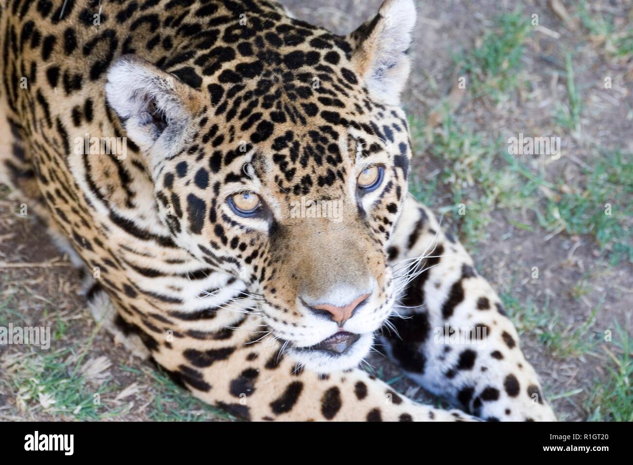 Jaguar, eating, Panthera onca Stock Photo - Alamy