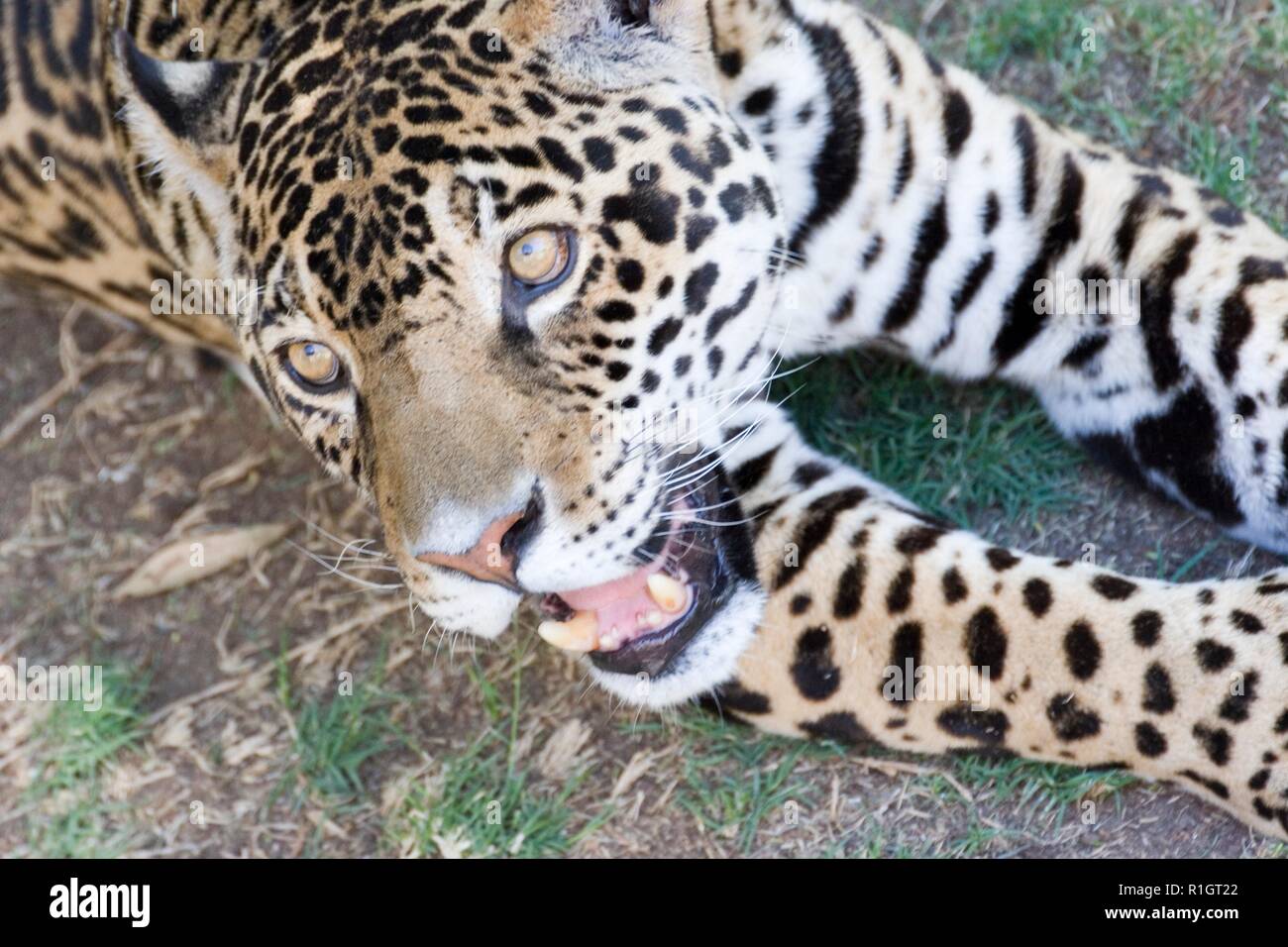 Jaguar eating wild hi-res stock photography and images - Alamy