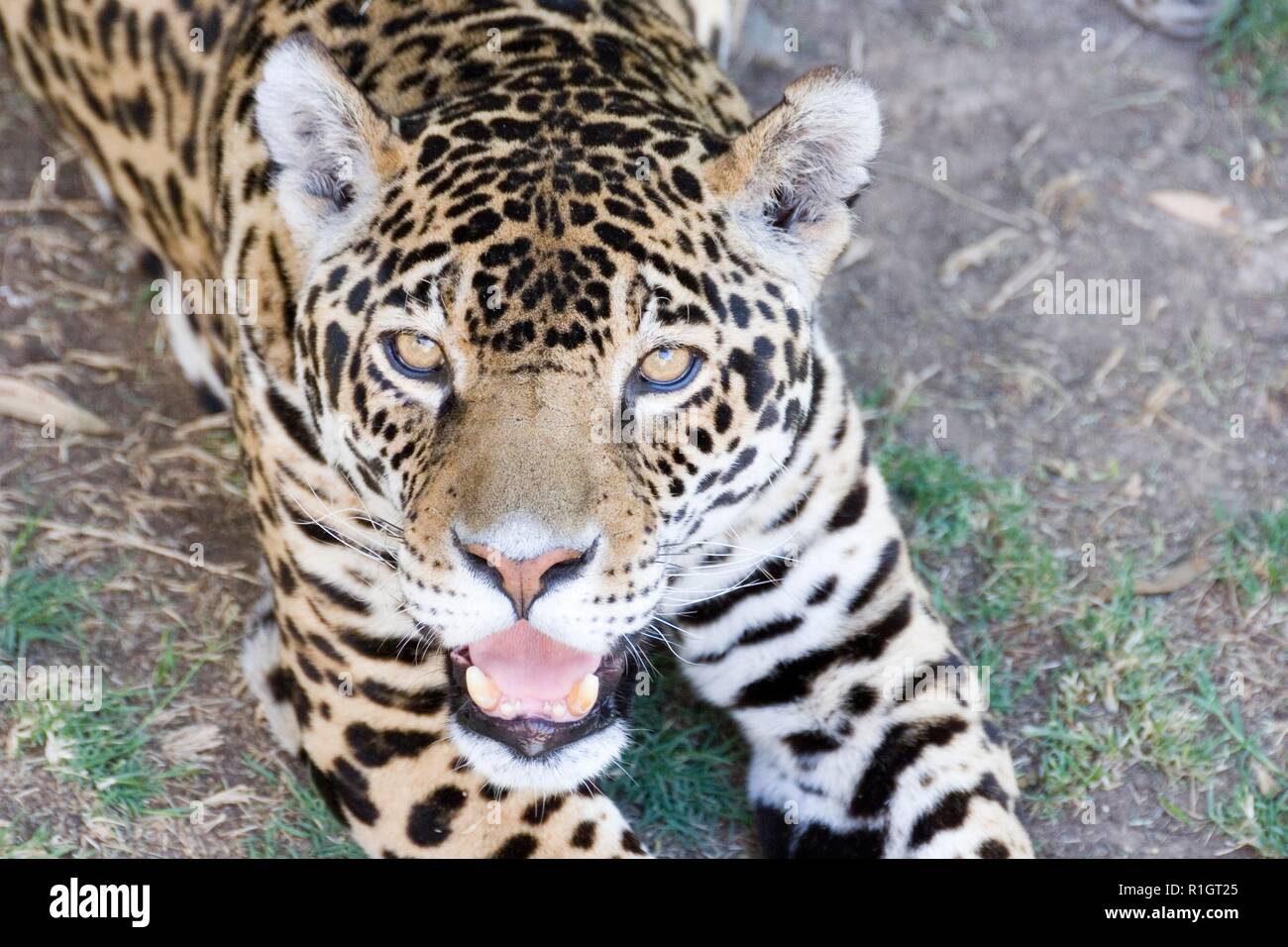 Jaguar, eating, Panthera onca Stock Photo - Alamy