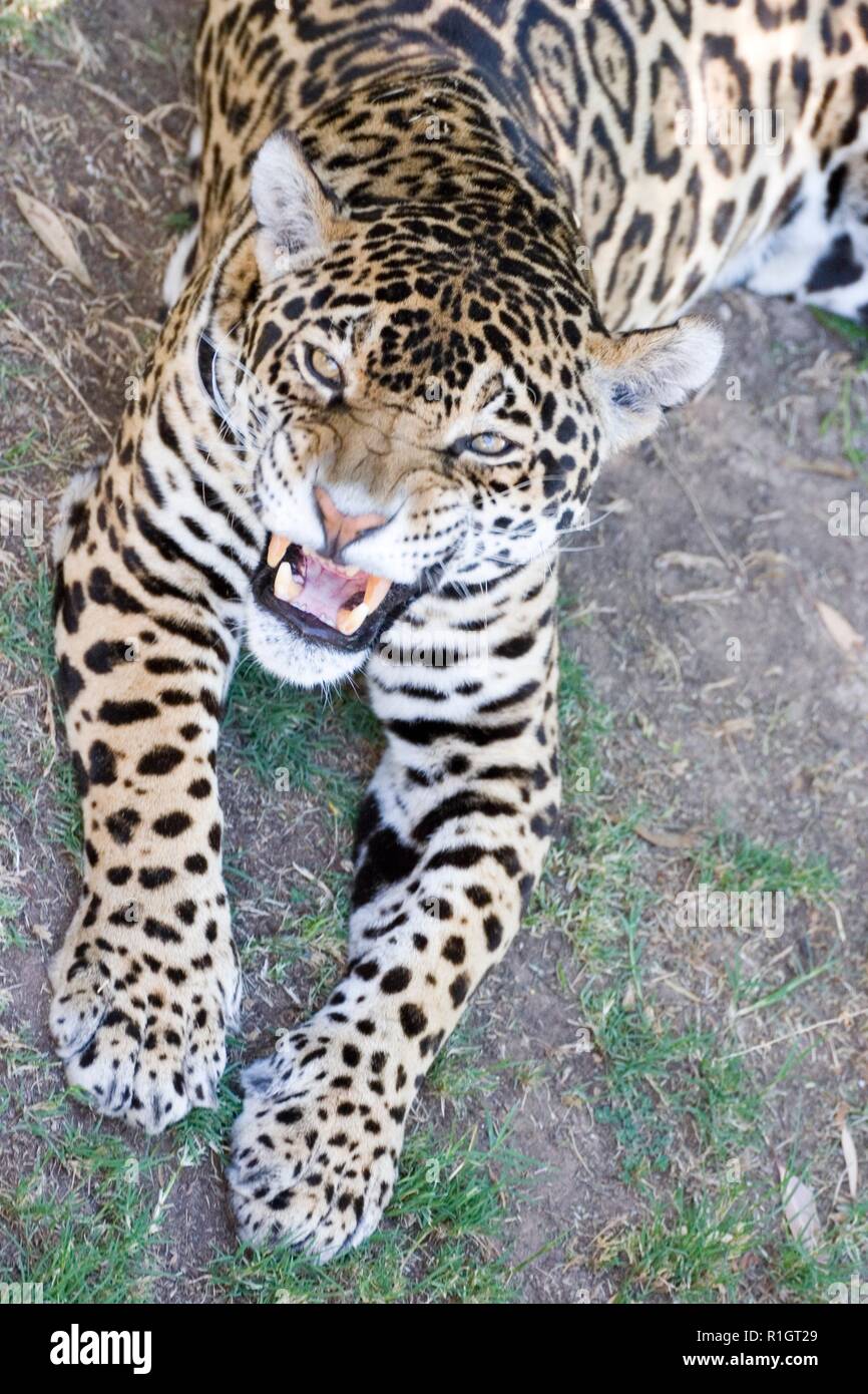 Jaguar, eating, Panthera onca Stock Photo - Alamy