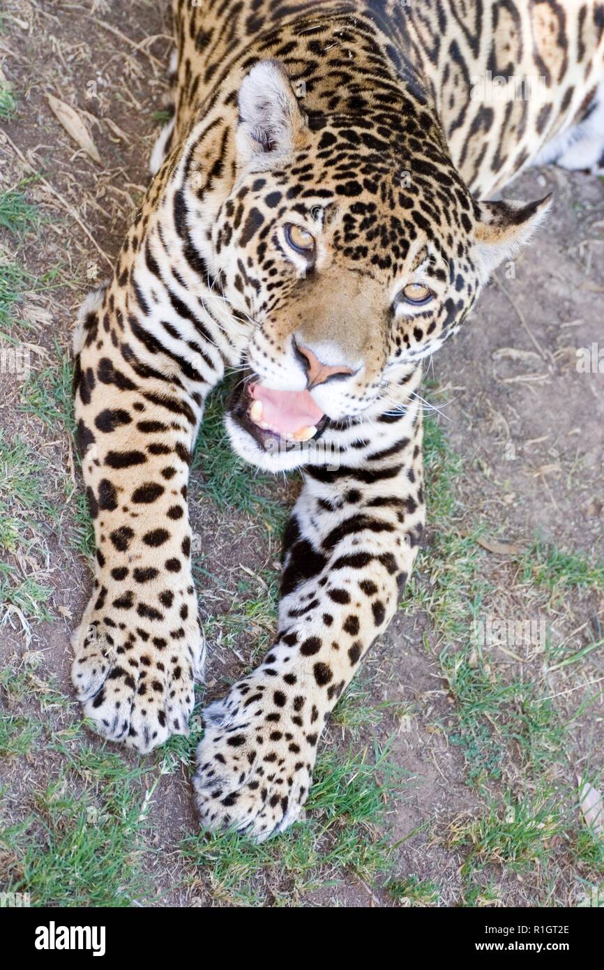 Jaguar, eating, Panthera onca Stock Photo - Alamy