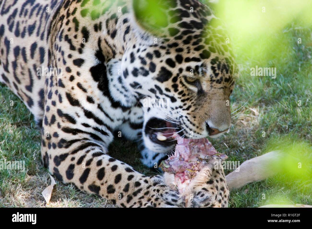 Jaguar, eating, Panthera onca Stock Photo - Alamy