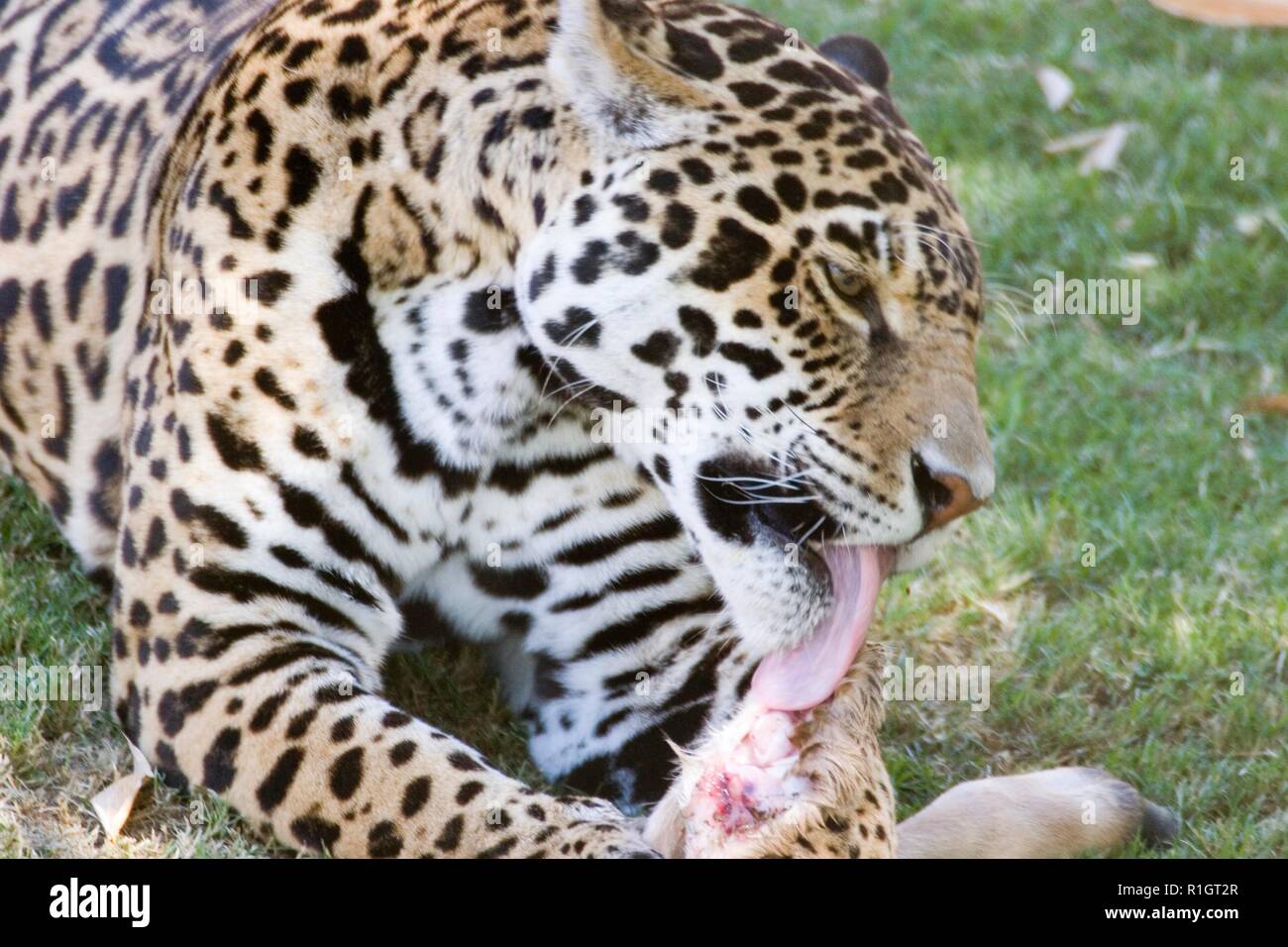 Jaguar, eating, Panthera onca Stock Photo - Alamy