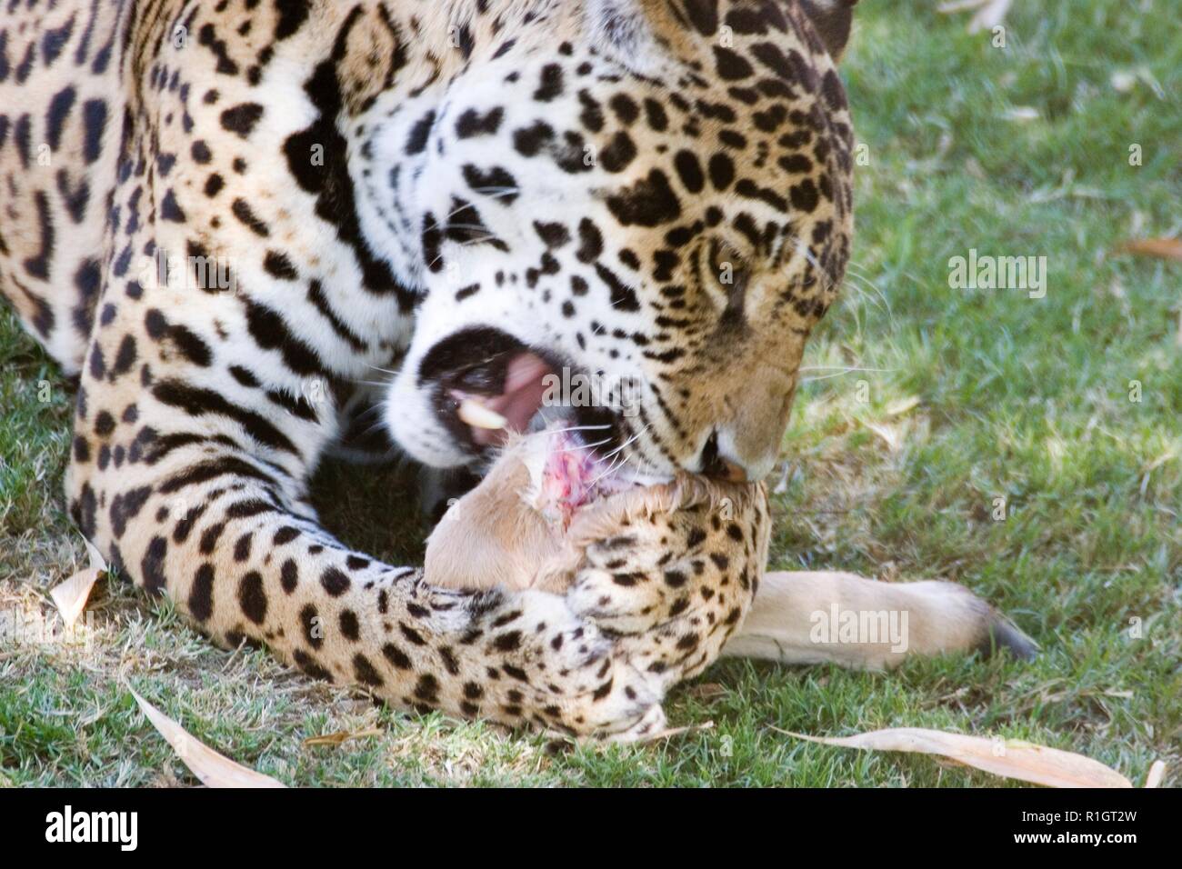 Jaguar, eating, Panthera onca Stock Photo - Alamy