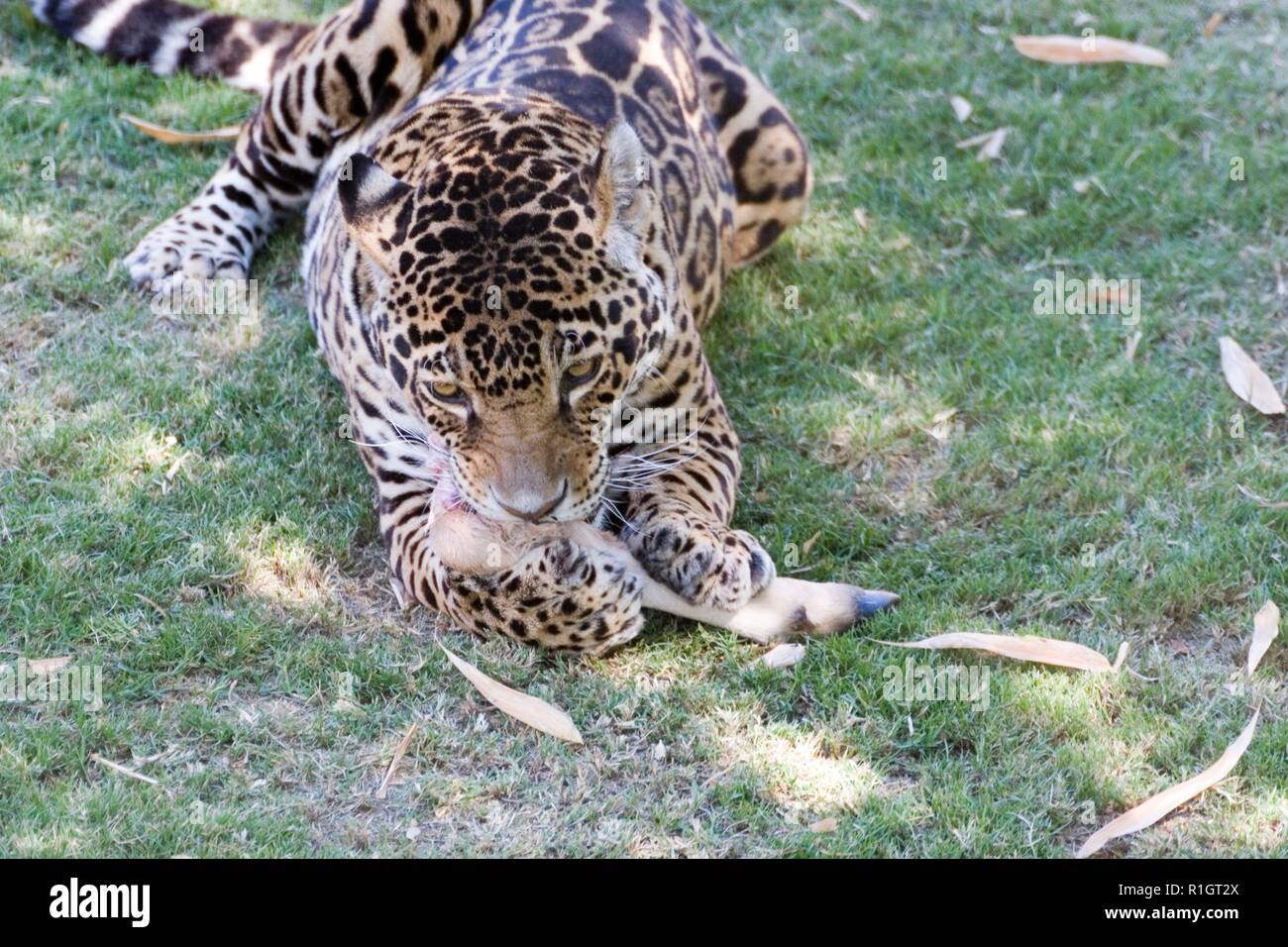 Jaguar, eating, Panthera onca Stock Photo - Alamy