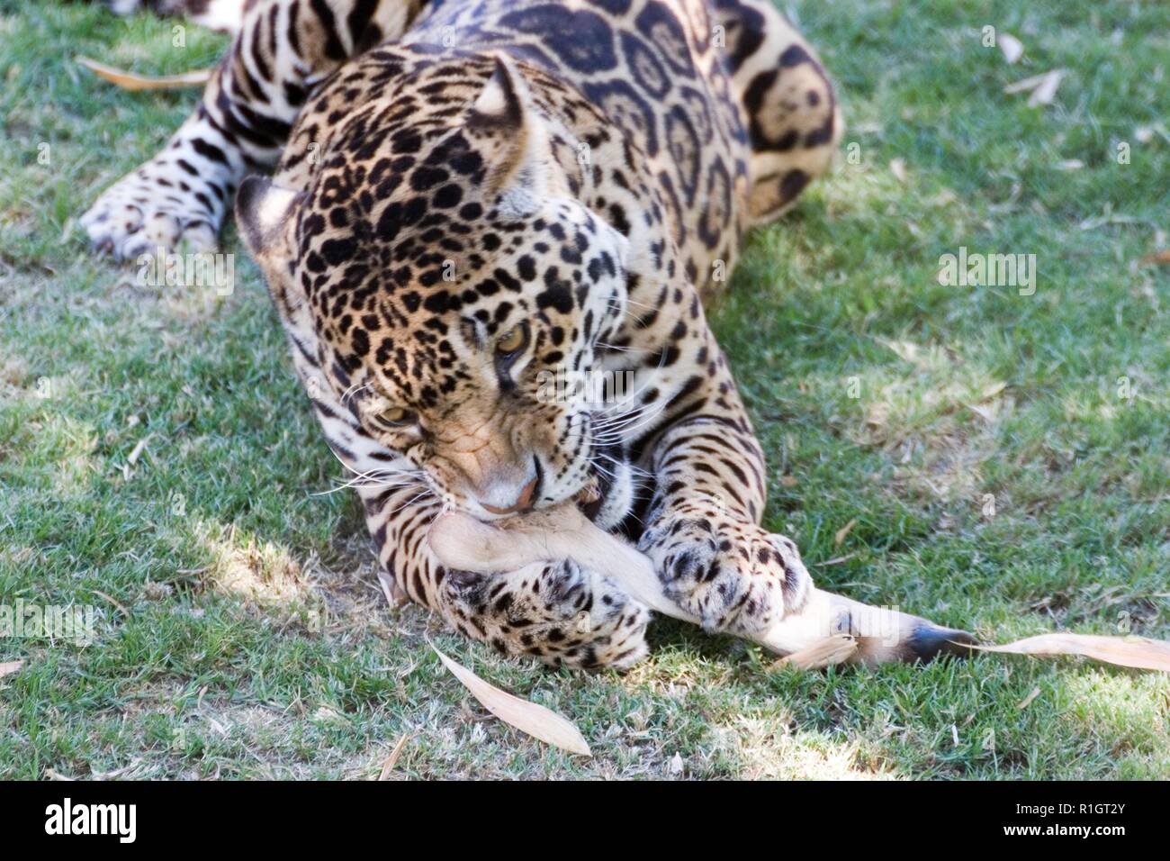 Jaguar, eating, Panthera onca Stock Photo - Alamy