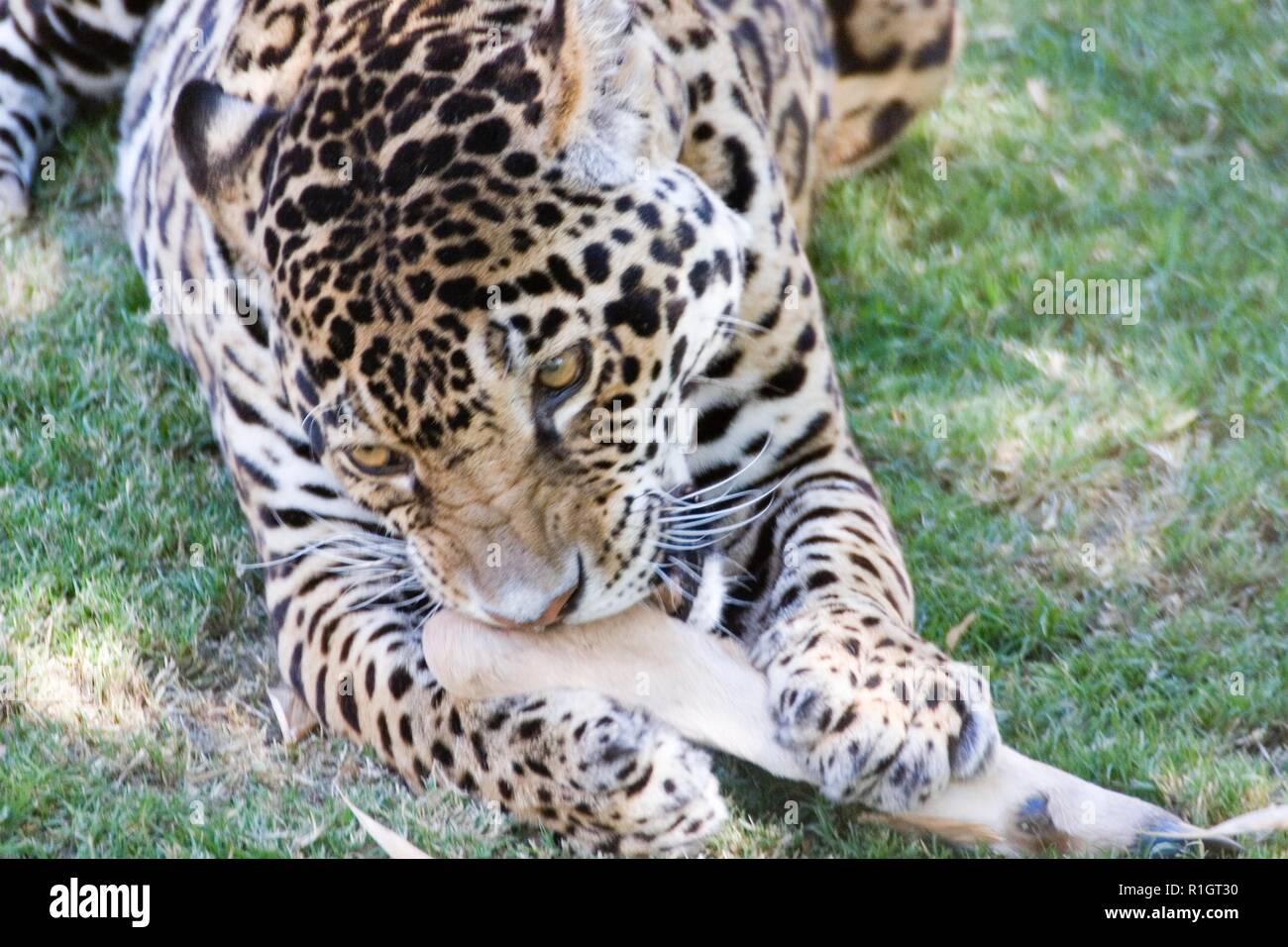 Jaguar, eating, Panthera onca Stock Photo - Alamy