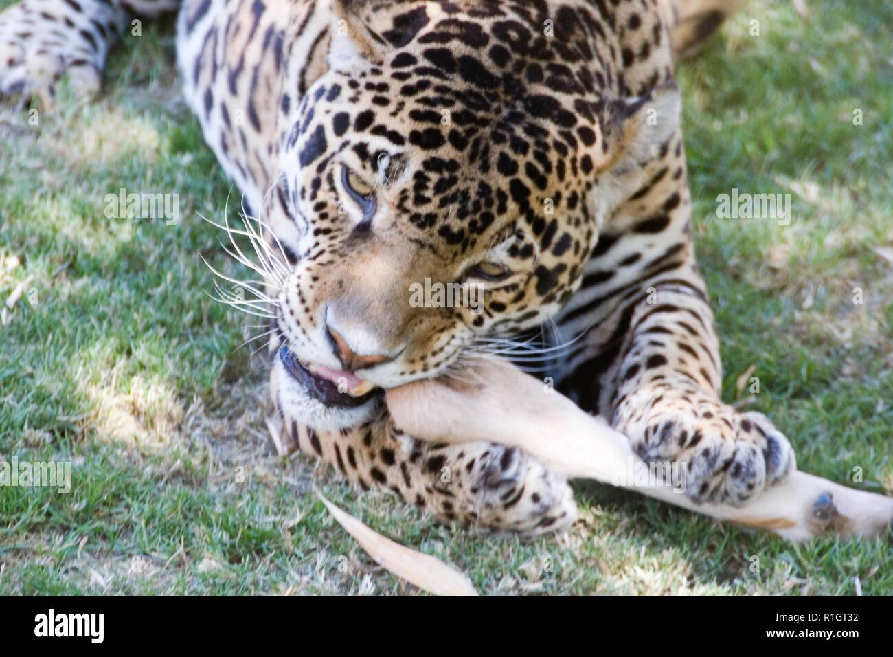 Jaguar, eating, Panthera onca Stock Photo - Alamy