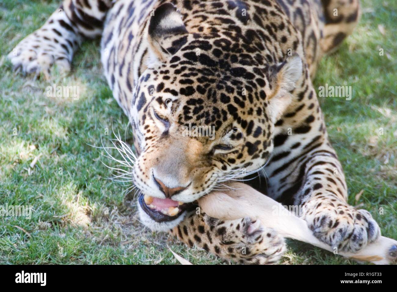 Jaguar, eating, Panthera onca Stock Photo - Alamy