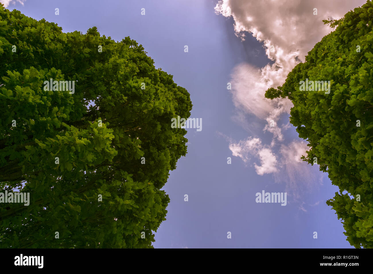 Two big trees below a blue,cloudy sky Stock Photo - Alamy