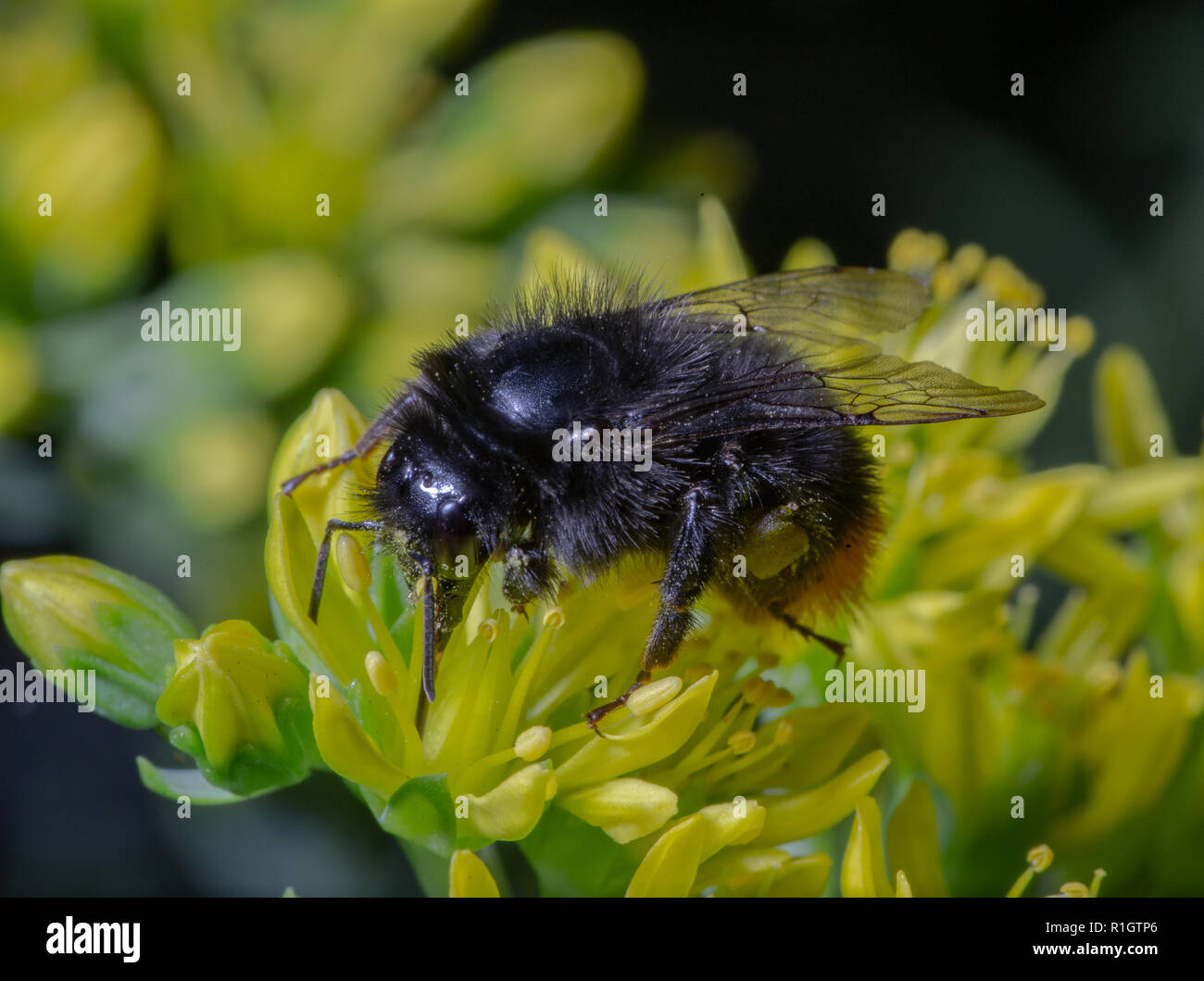 Bumble bee pollen hi-res stock photography and images - Alamy