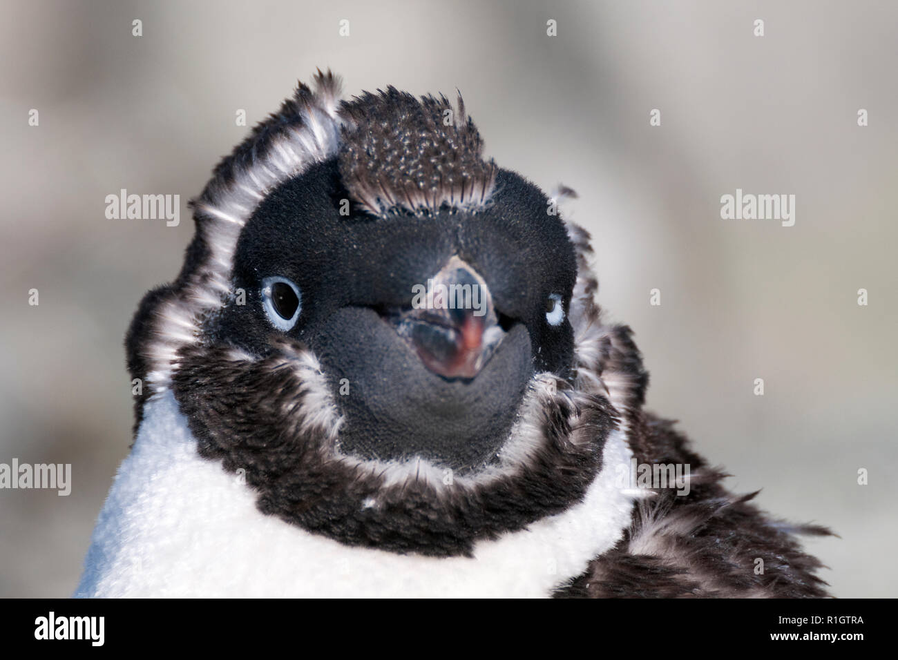 Penguins With Fohawk