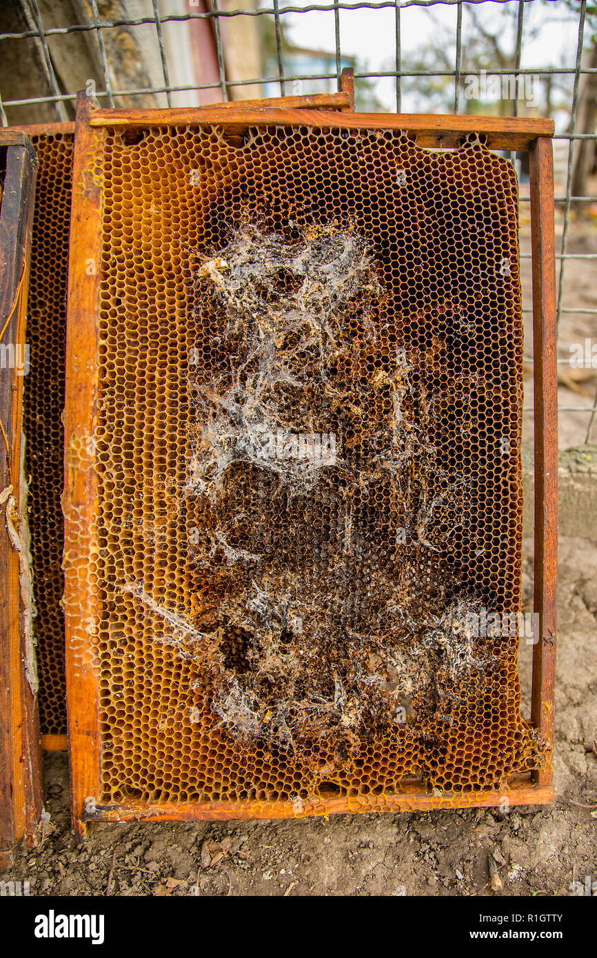 Culled old brood frame from honey bee hive with wax moth tunnels and ...