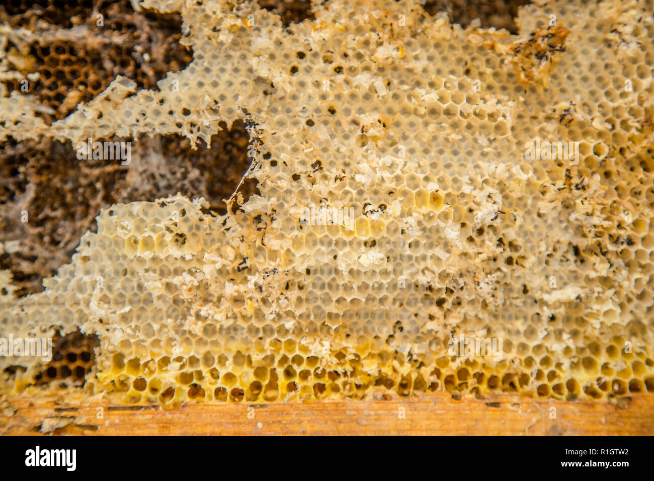 Culled old brood frame from honey bee hive with wax moth tunnels and ...
