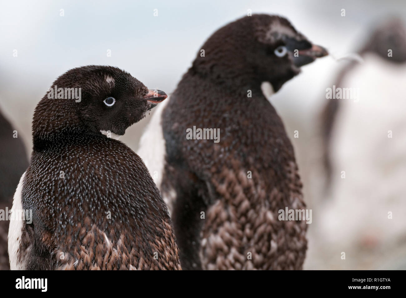 Adelaide penguin hi-res stock photography and images - Alamy