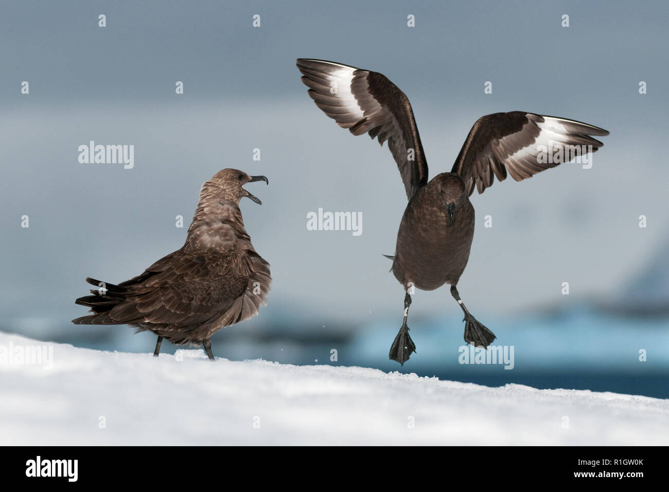 brown or southern great skua landing wings open with second standing ...