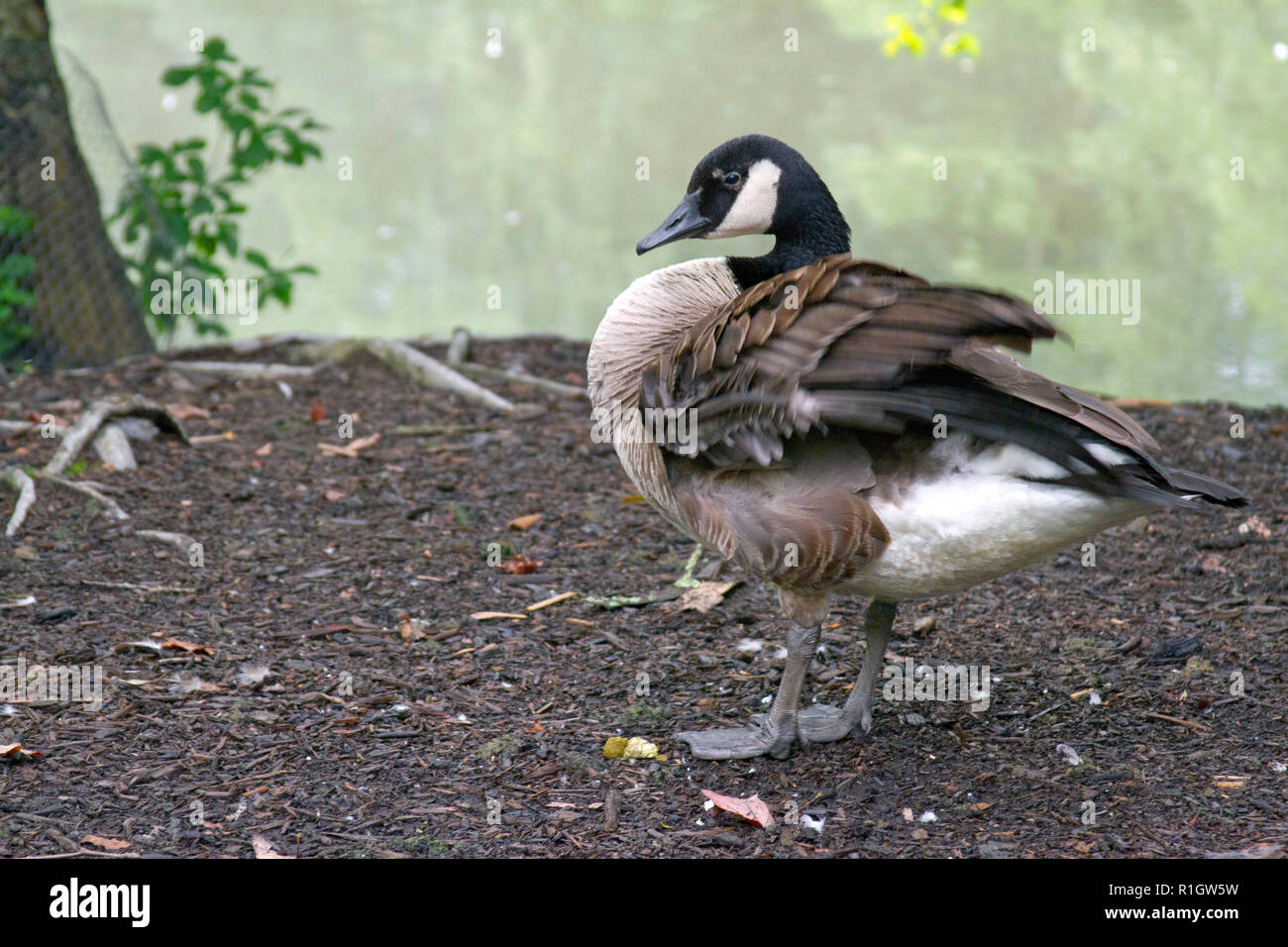 Fluffing plumage hi-res stock photography and images - Alamy