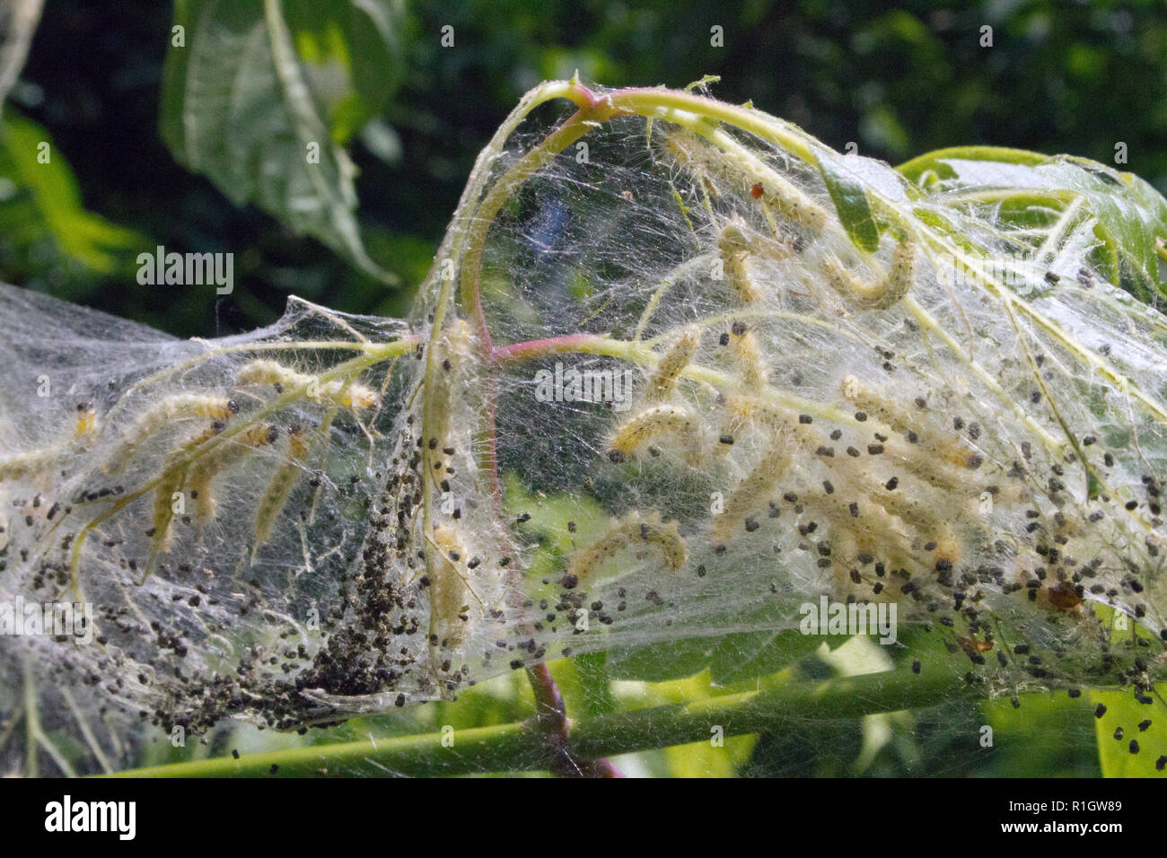 Webworms hi-res stock photography and images - Alamy
