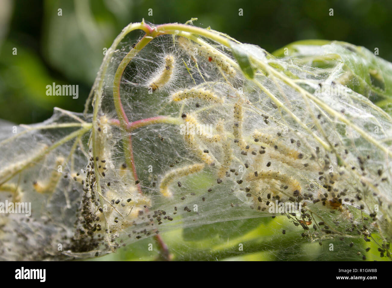 Webworms hi-res stock photography and images - Alamy