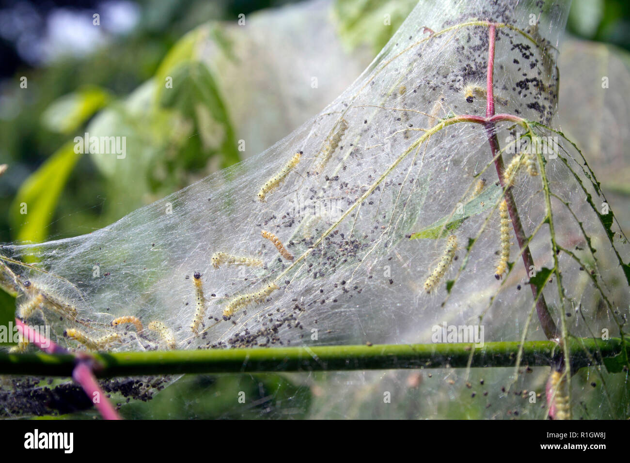 Moths lifecycle hi-res stock photography and images - Alamy