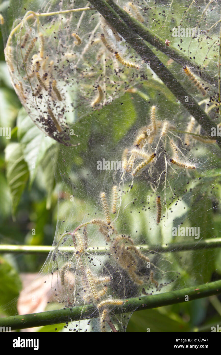 Ailanthus Webworm Moth High Resolution Stock Photography and Images - Alamy