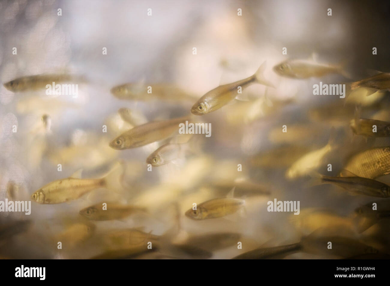 Large school fish close hi-res stock photography and images - Alamy