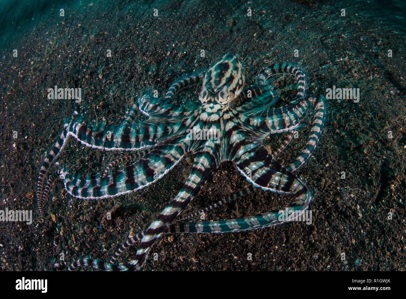 A Mimic octopus, Thaumoctopus mimicus, crawls across the seafloor of ...