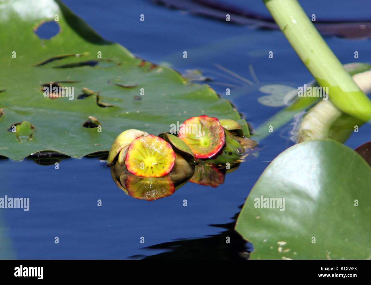 Water lily blooms on the lake hi-res stock photography and images - Alamy