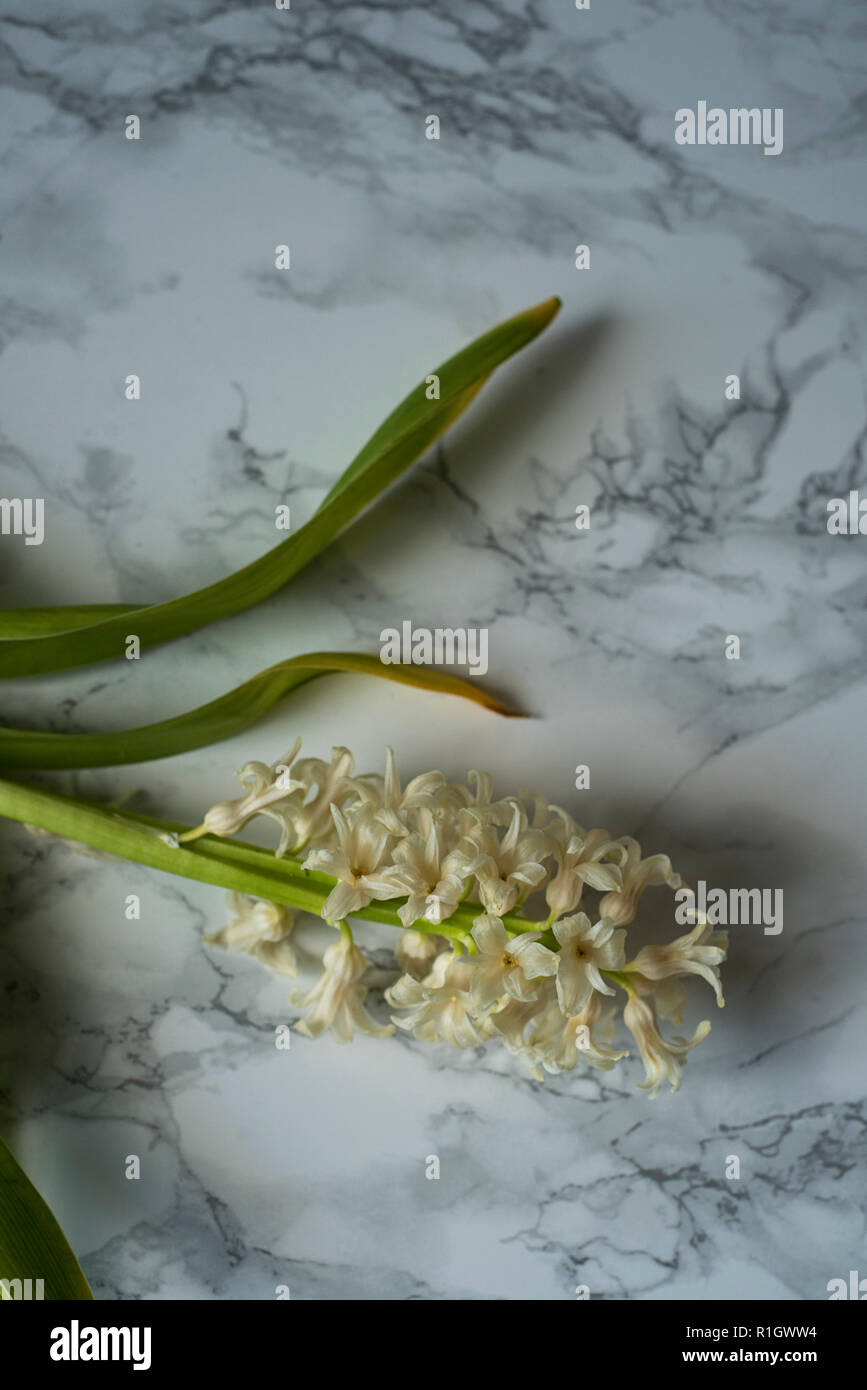 Flowers laid out hi-res stock photography and images - Alamy