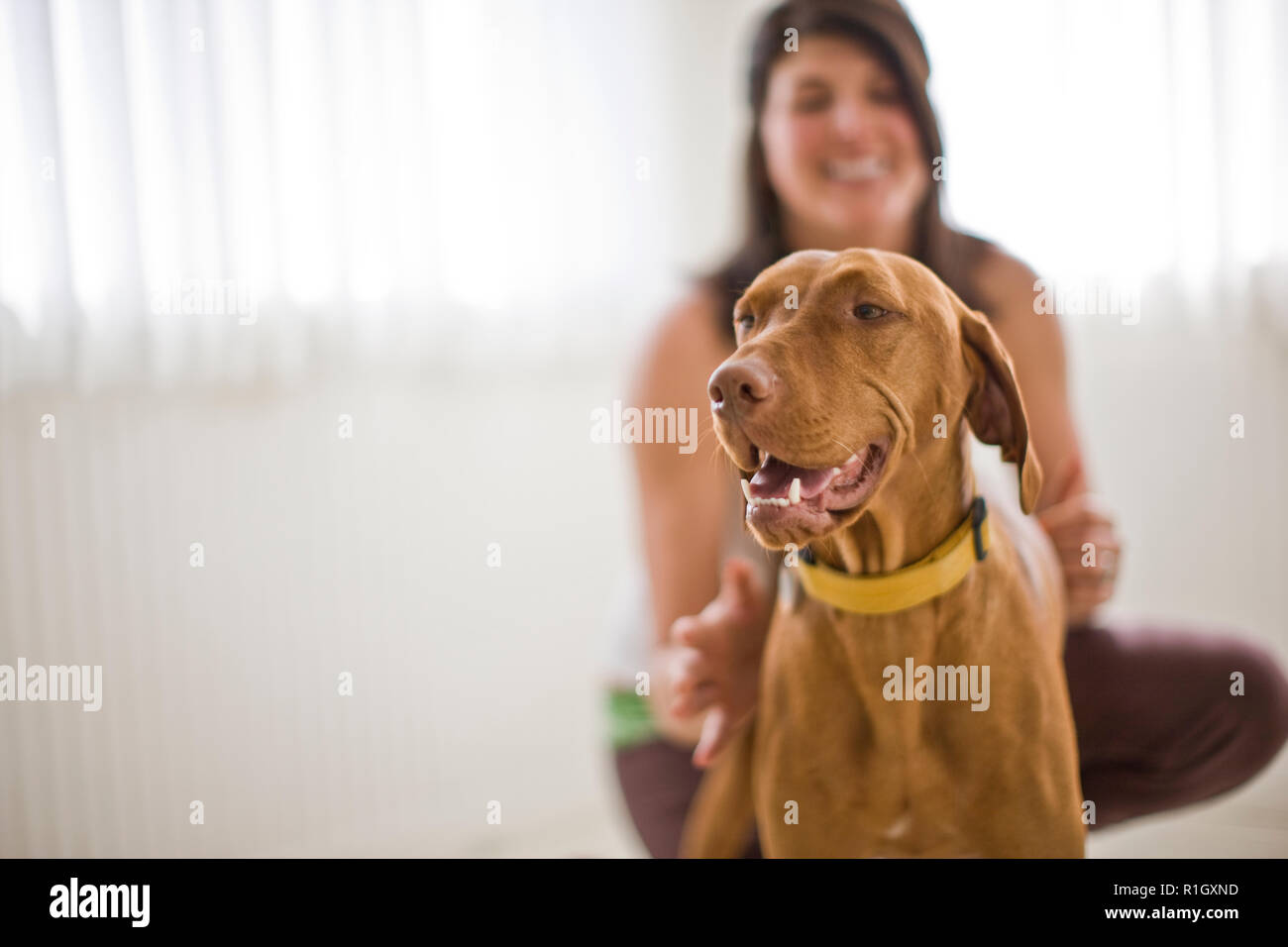 Brown dog sitting inside a bare room with it's owner Stock Photo - Alamy