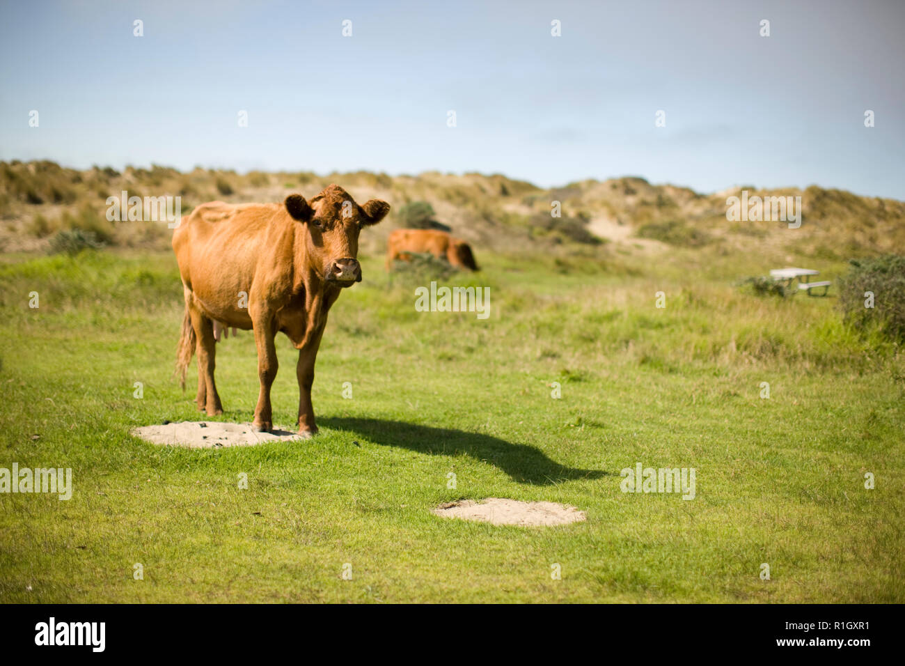 Cow paddocks hi-res stock photography and images - Alamy