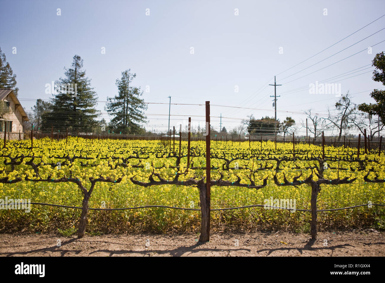 Planting of grapevines hi-res stock photography and images - Alamy