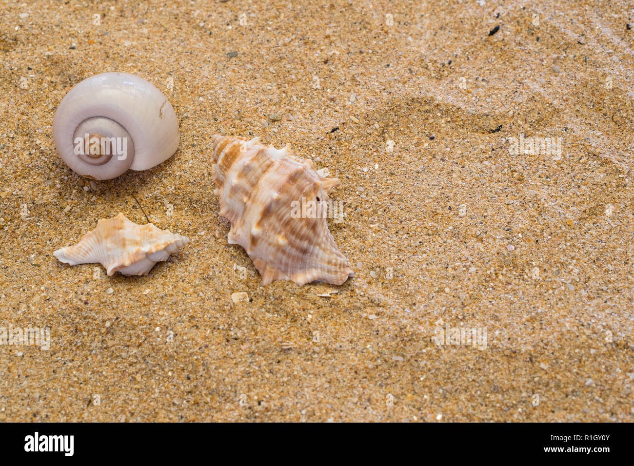Closeup various sea shells in beach sand Stock Photo - Alamy