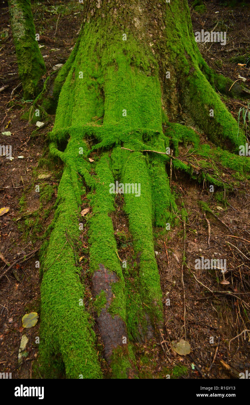 Pretty tree roots covered in green moss Stock Photo - Alamy