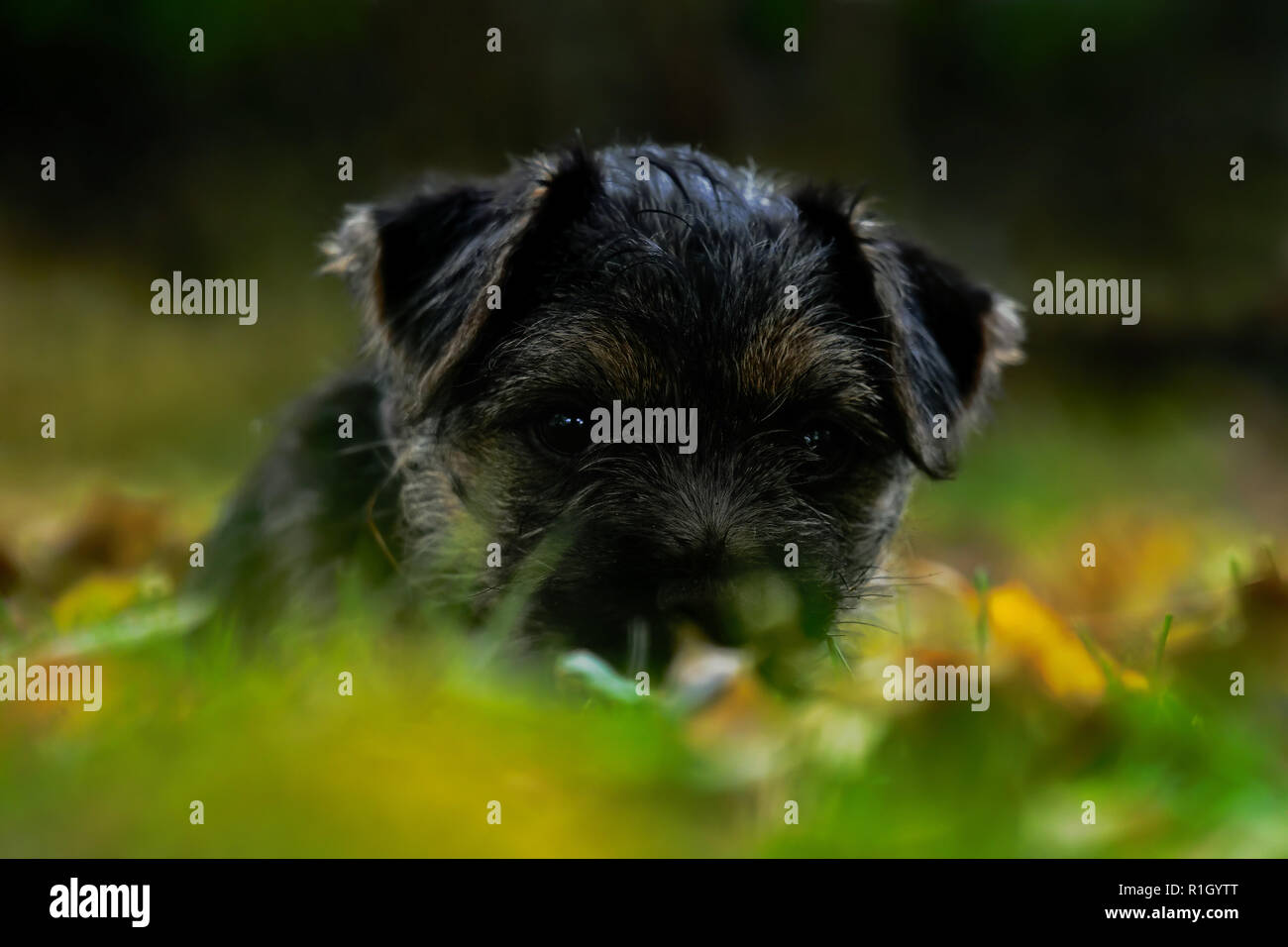 Blue and tan border terrier puppy enjoying the home garden Stock Photo ...