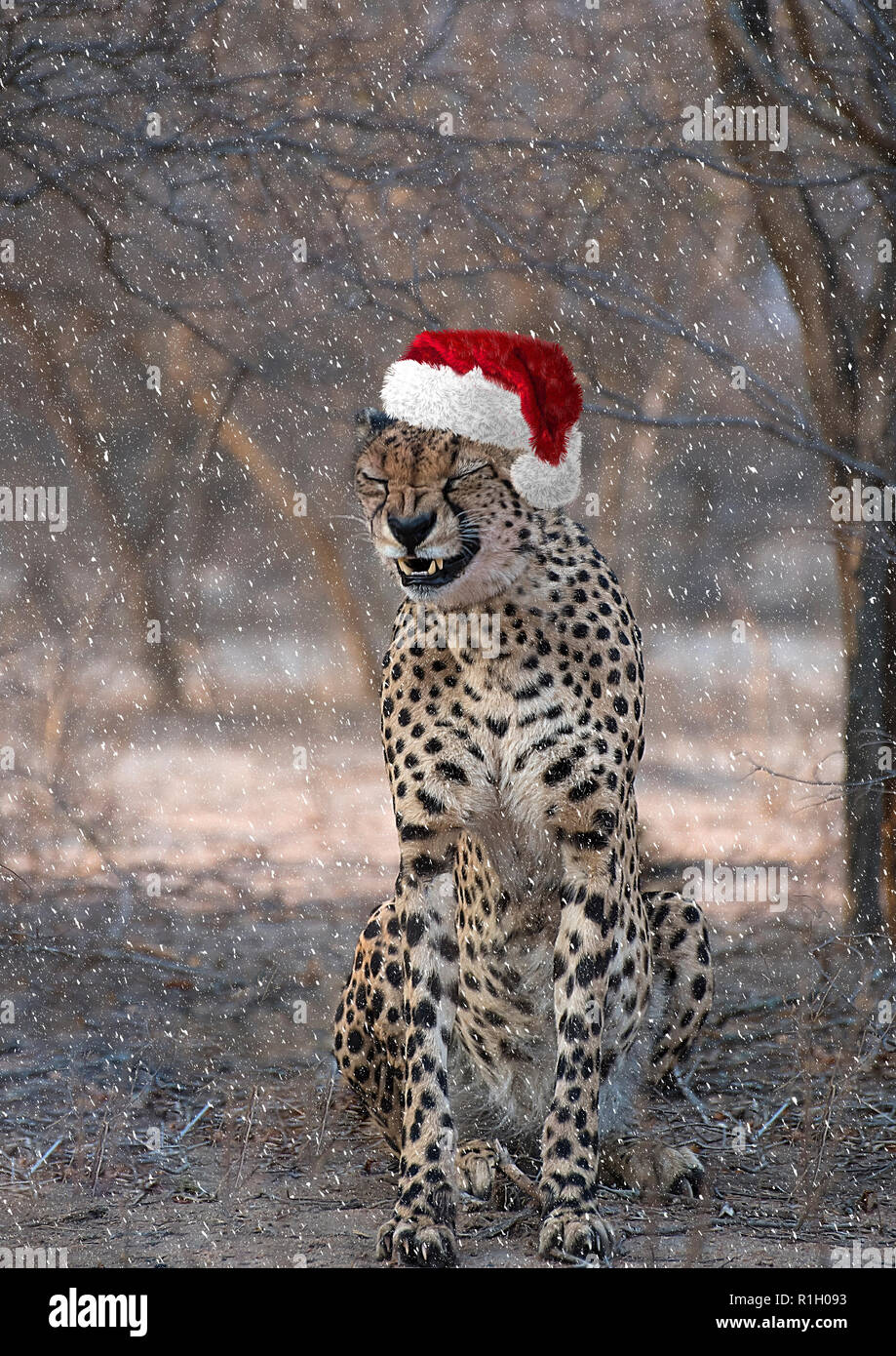 Cheetah Christmas Image Stock Photo - Alamy