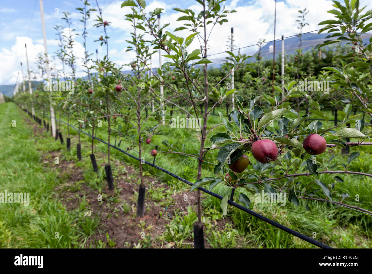 Commercial orchard hi-res stock photography and images - Alamy