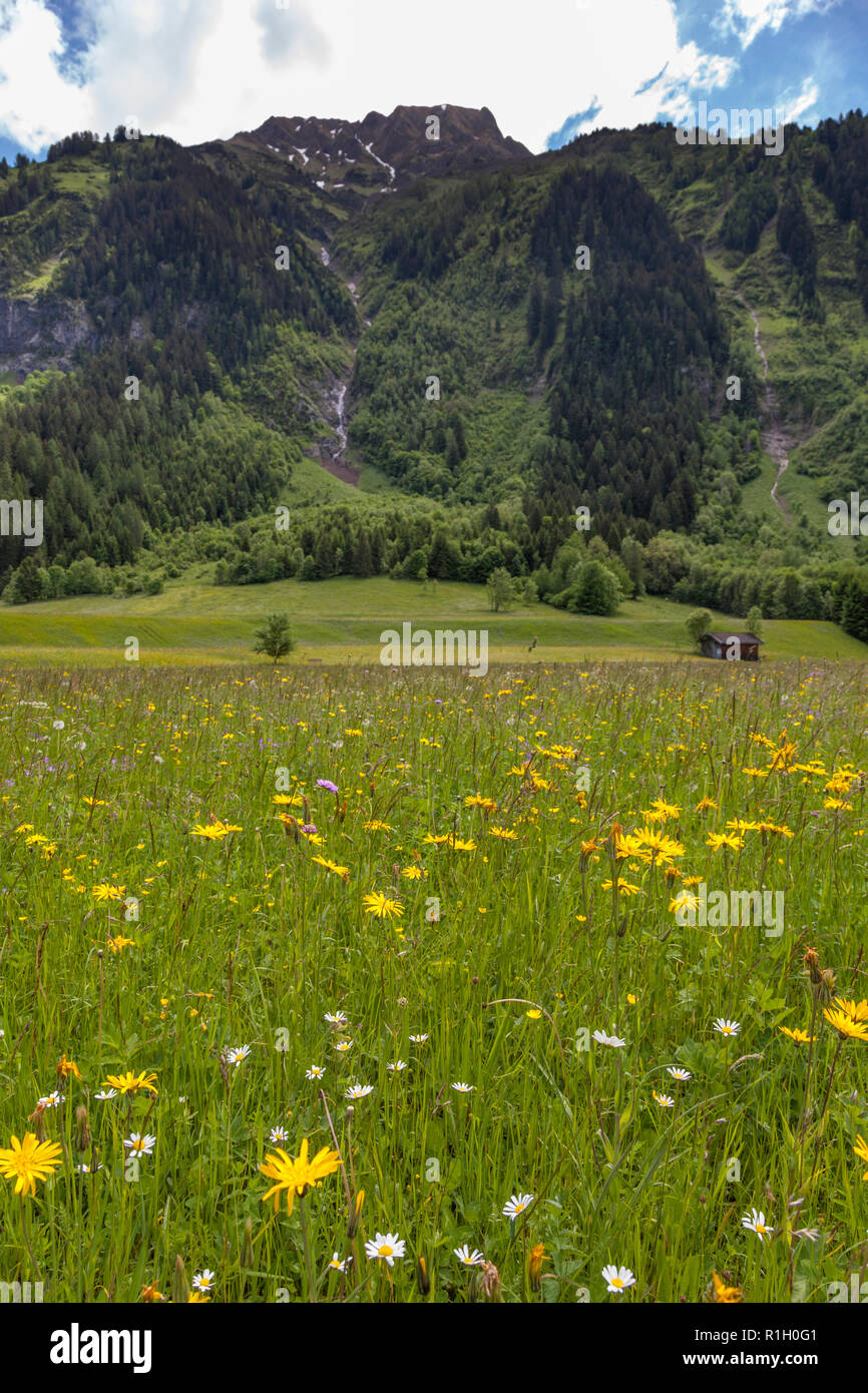 Austria tyrol meadow mountains flowers hi-res stock photography and ...