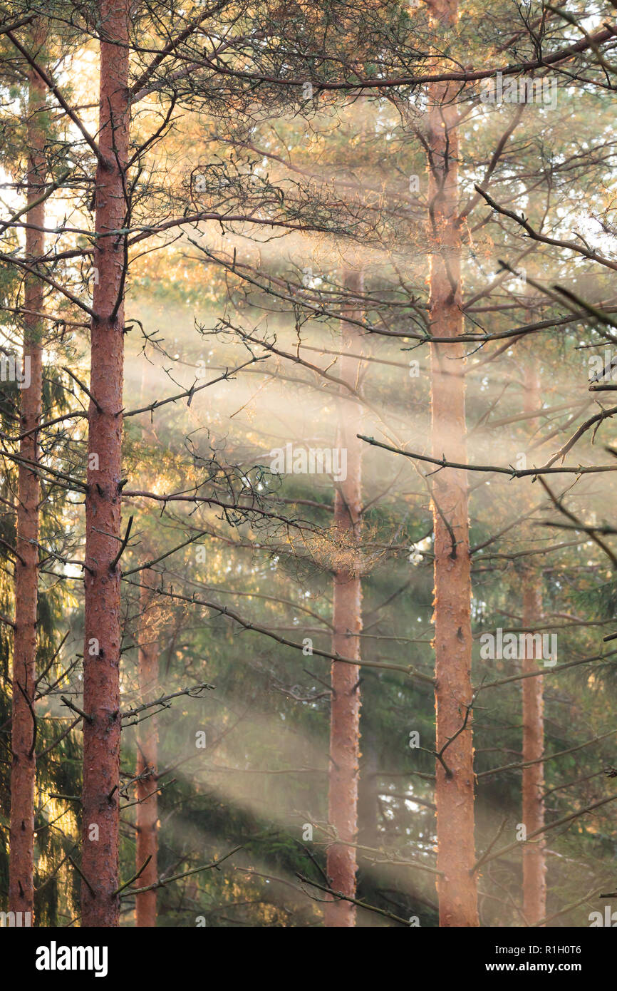 Sun rays in middle forest hi-res stock photography and images - Alamy