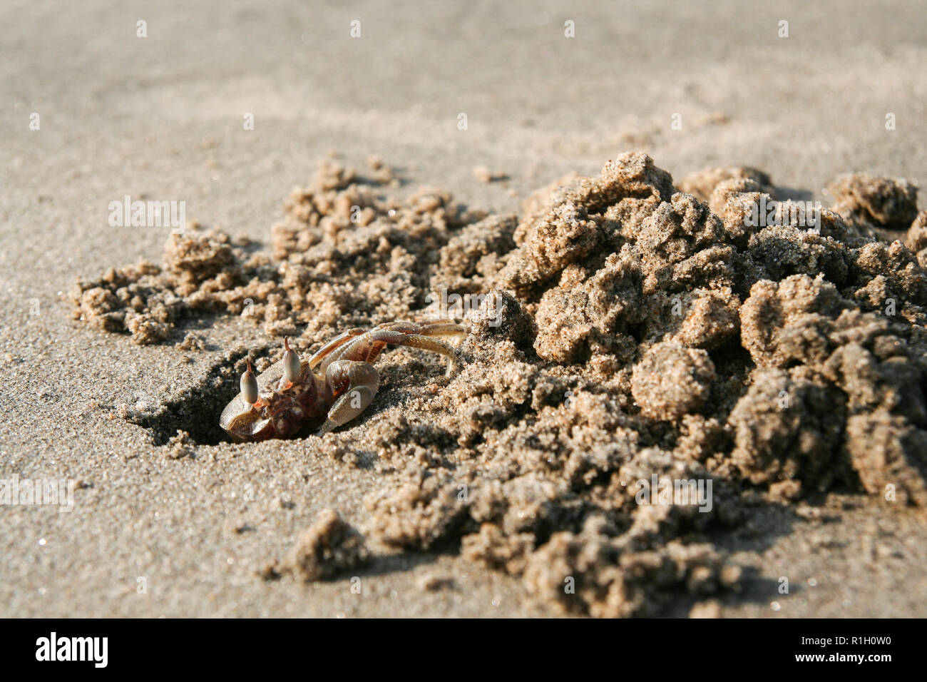 Crab digging hole in sand at beach in India Stock Photo - Alamy